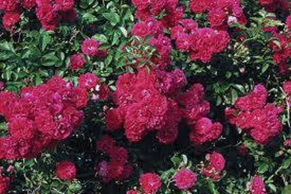 7 Sisters...20 Heirloom Rose Cuttings Very by CountryClassicFarms