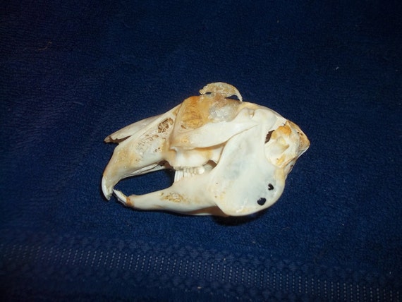 Jack rabbit skull real animal bone skeleton part by boomer2563