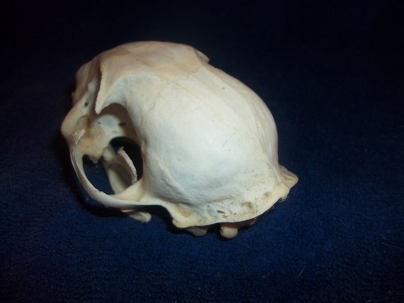 Bobcat Skull real animal bone part head skeleton taxidermy