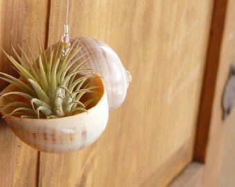 Popular items for air plant shell on Etsy