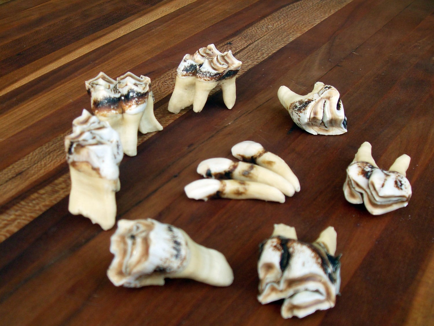 1 Large Real Moose Tooth for jewelry spells decoration