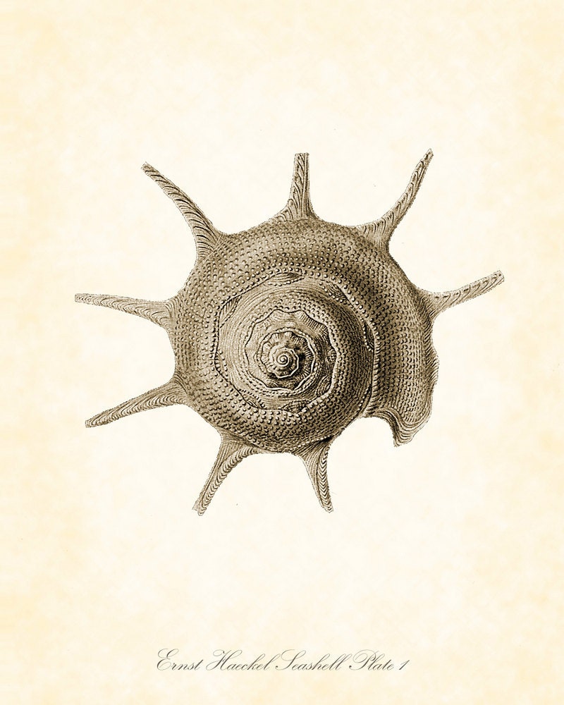 Vintage Ernst Haeckel Seashell Series Sepia by BelleMerGraphics