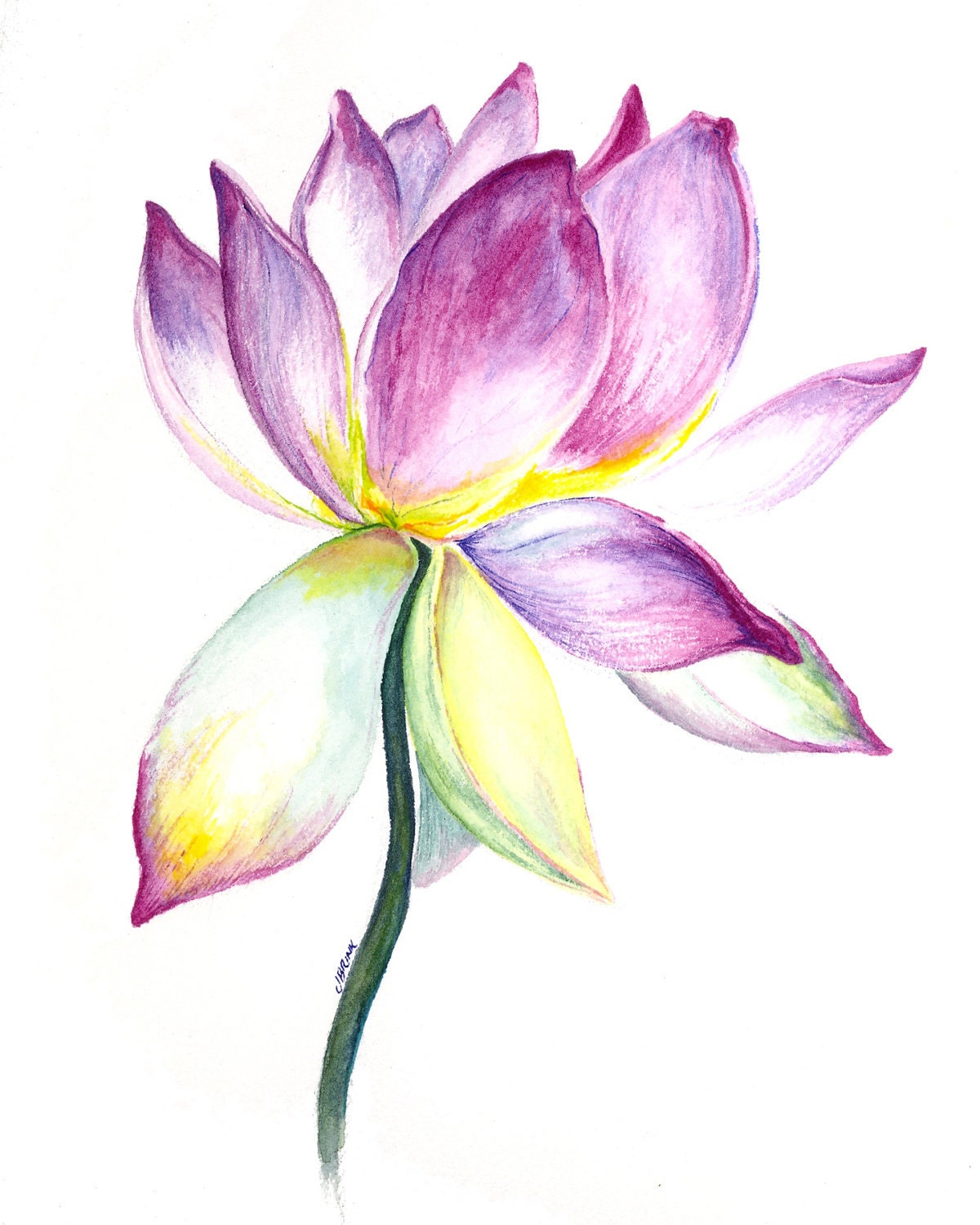 Lotus Flower Watercolor Painting