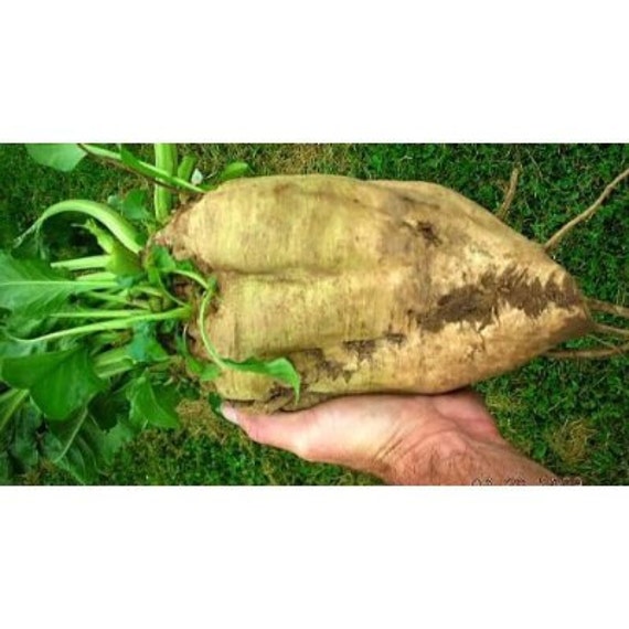 15 Giant Sugar Beet Seeds-1226