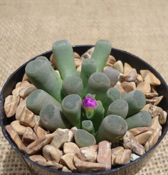 Elephant Feet Succulent-Frithia Pulchra