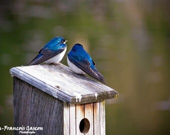 Popular items for swallow bird houses on Etsy