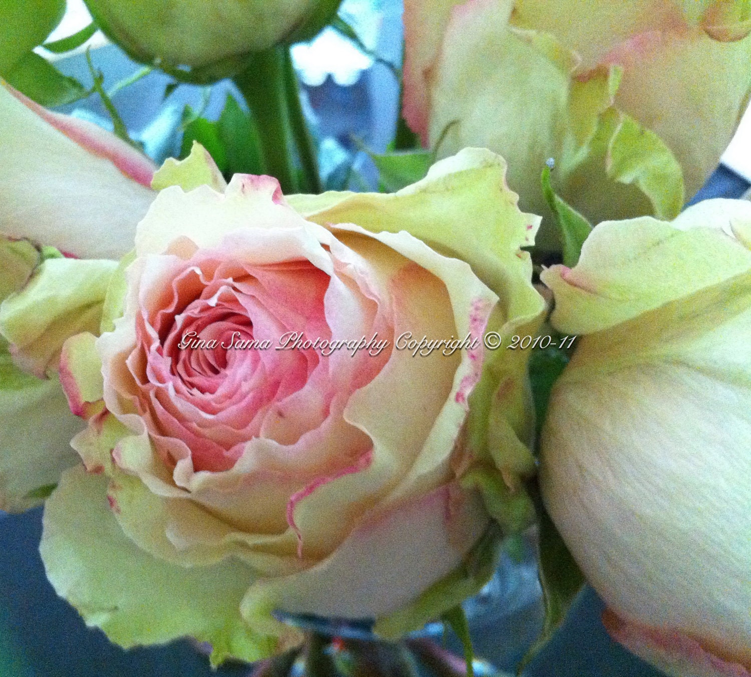 Pink and Pale Green Roses 8x10 inch Photograph