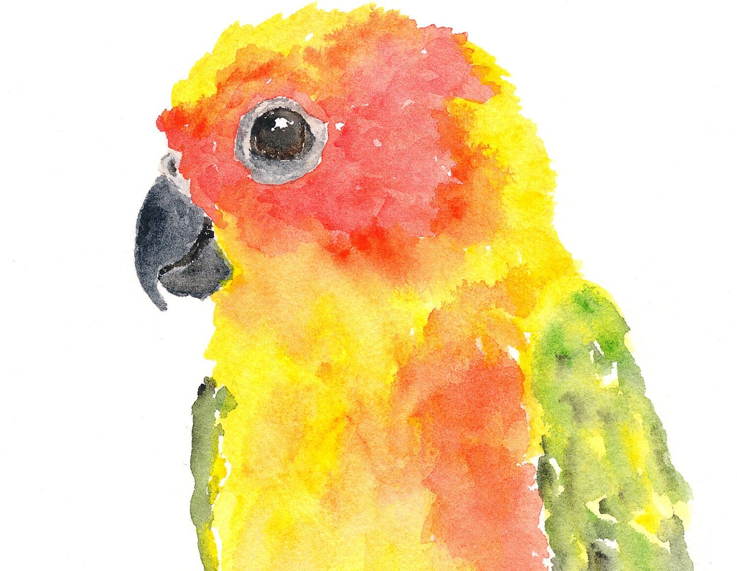 Watercolor parrot painting sun conure parrot art tropical