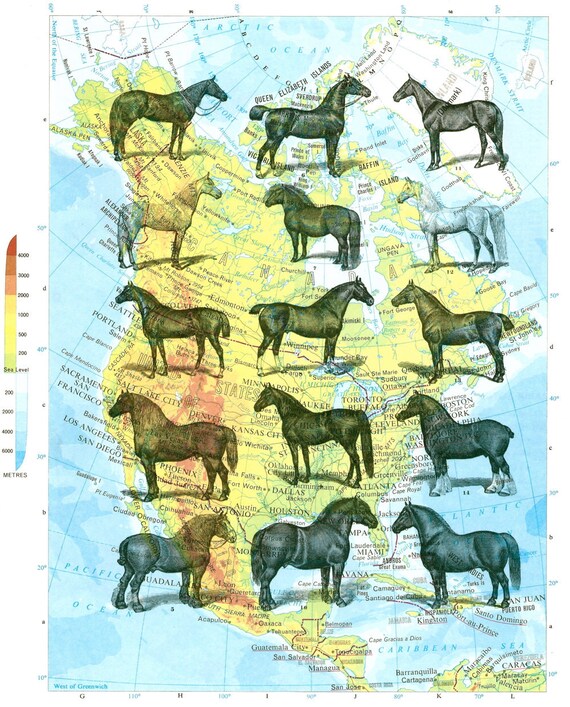 vintage horse breed print on vintage map of USA 8 x by HerbertCo
