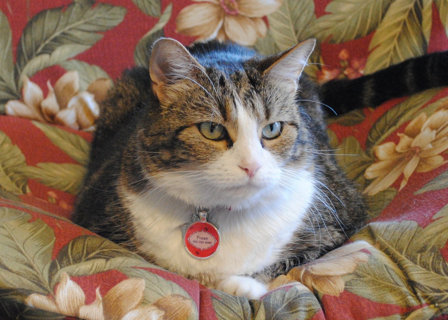 Pet iD tag one inch round CAT ID small breed by CaliforniaKitties