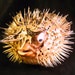 BIG 14 Hanging Puffer Fish Light Real Blowfish by EvasFeathers
