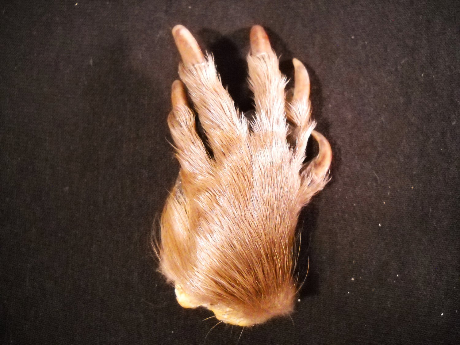 Real Beaver Foot Paw Taxidermy small bones claws and skin