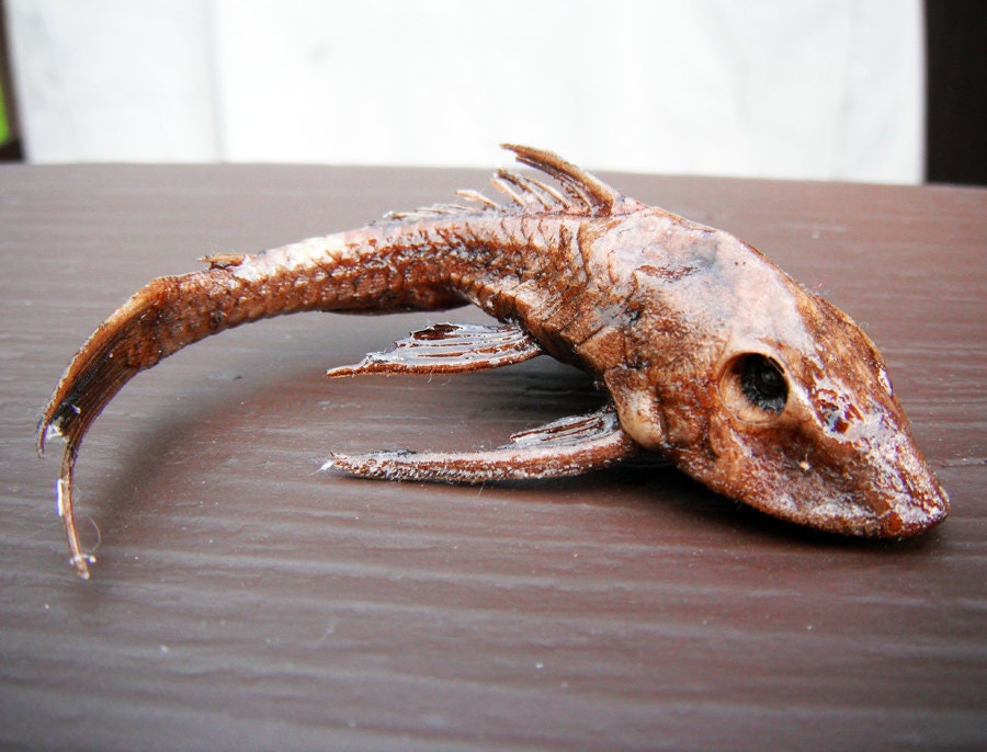Mummified Pleco Fish