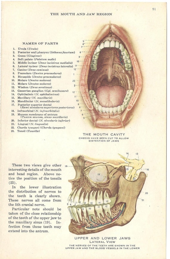 Medical Anatomy Illustration Human Mouth and by TinkersEphemera
