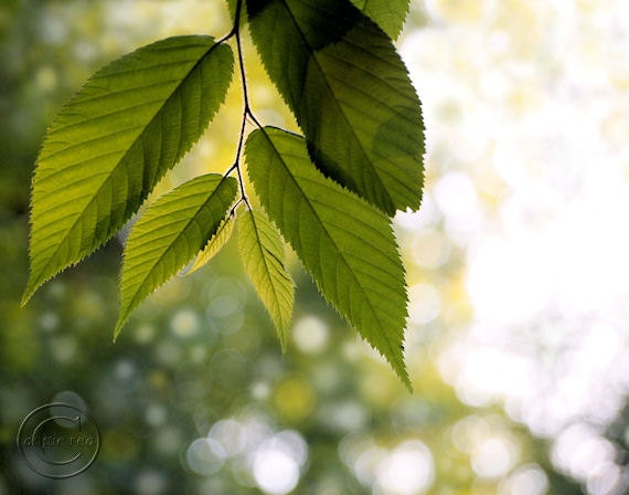Items similar to Birch Tree Branch and Leaves 11" X 14" Print, Fine Art ...
