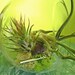 Unique garden gate key Air plant Terrarium by TheRainMelody