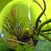 Unique garden gate key Air plant Terrarium by TheRainMelody