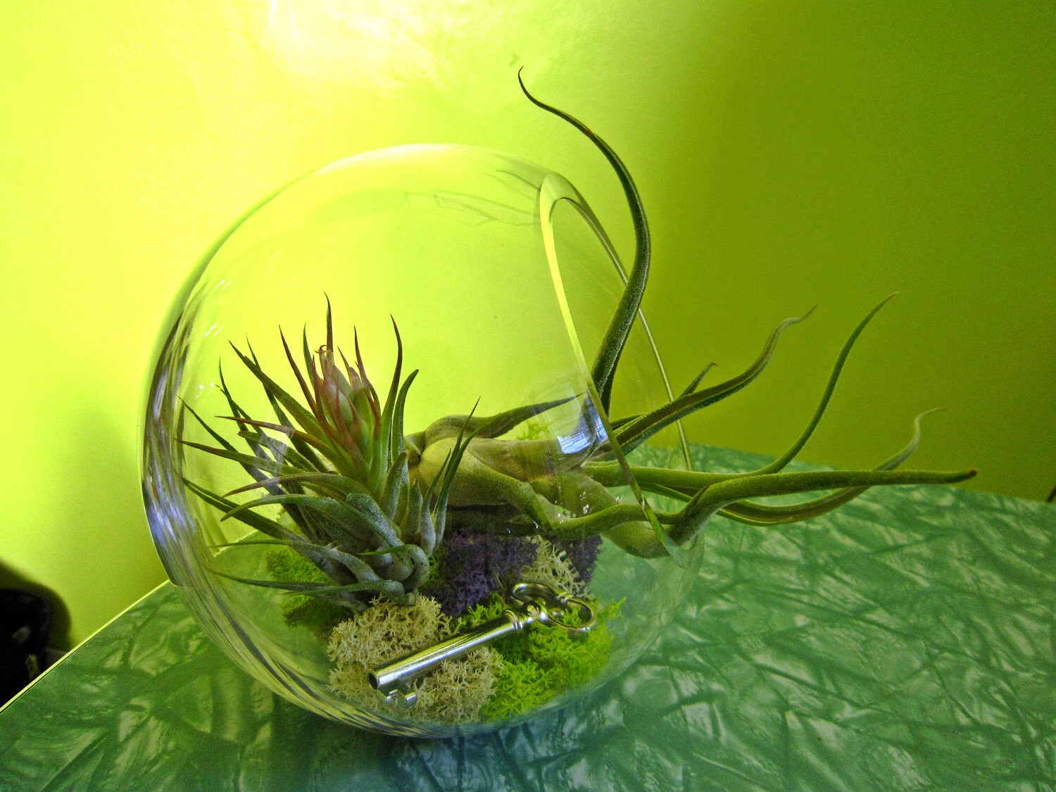 Unique garden gate key Air plant Terrarium by TheRainMelody