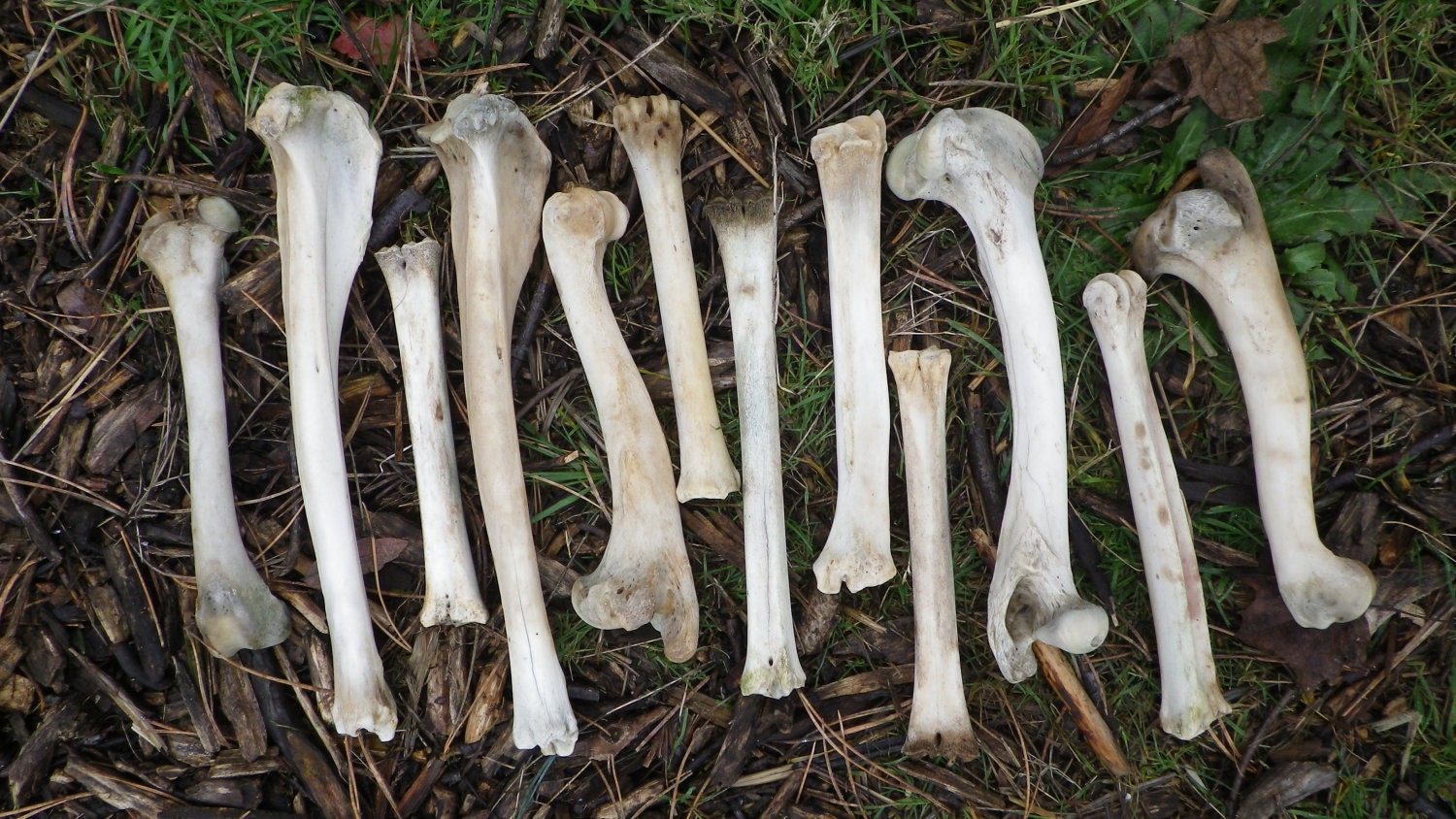 12 Deer Leg Bones Found And Cleaned 12 Deer Leg Bones Found And Cleaned
