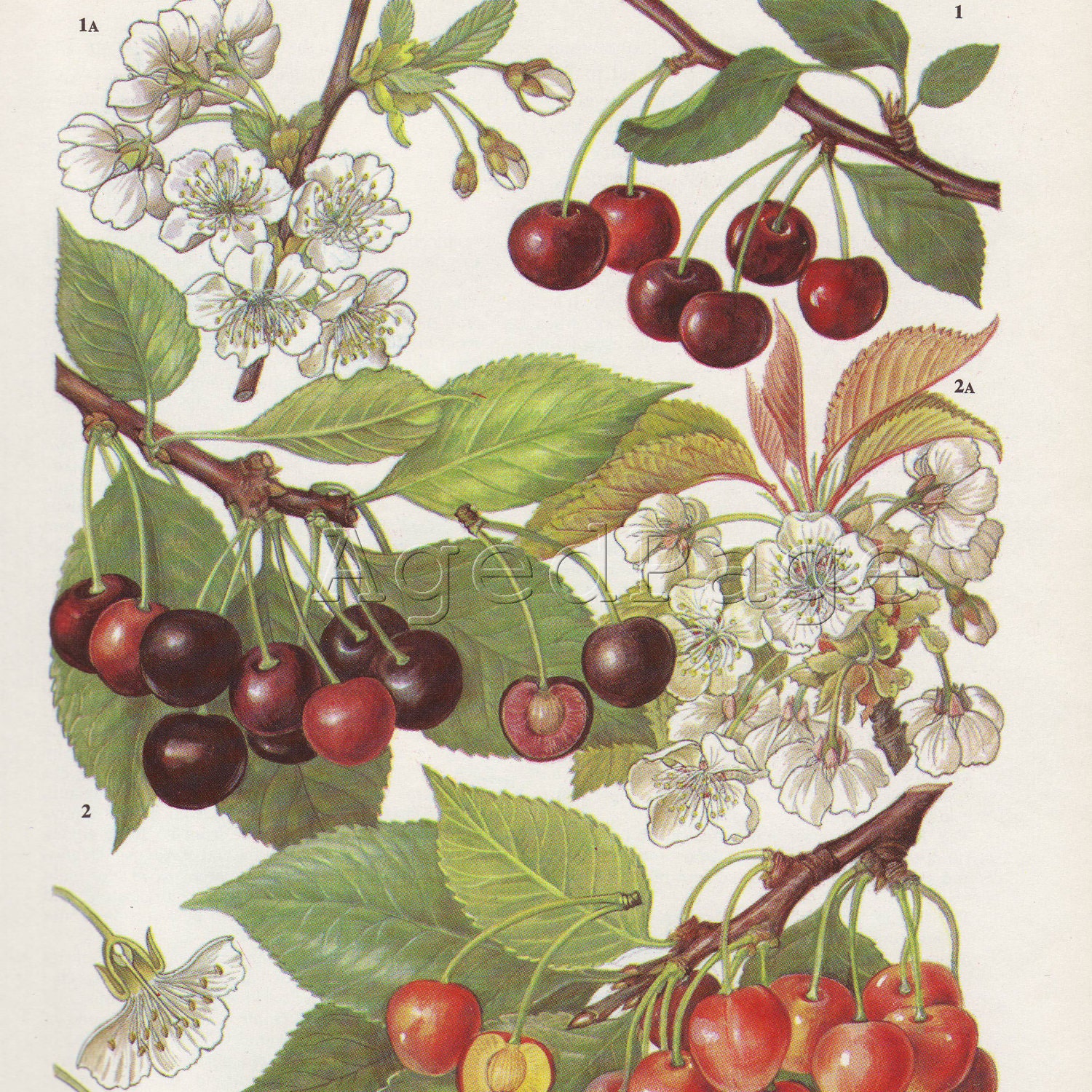 Vintage Botanical Print Book Fruit Illustration to by AgedPage