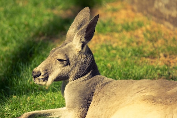 Items similar to Kangaroo Photography, Animal Fine Art Photography 8x10 ...