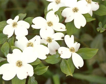 Dogwood tree cross | Etsy