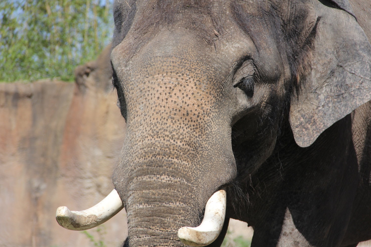 Elephant Face Pictures