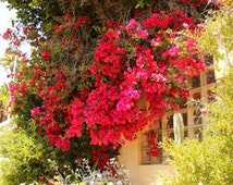 Popular items for bougainvillea flower on Etsy