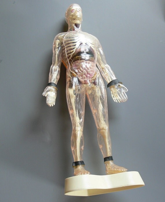 RESERVED FOR Alison The Invisible Man Scientific Model