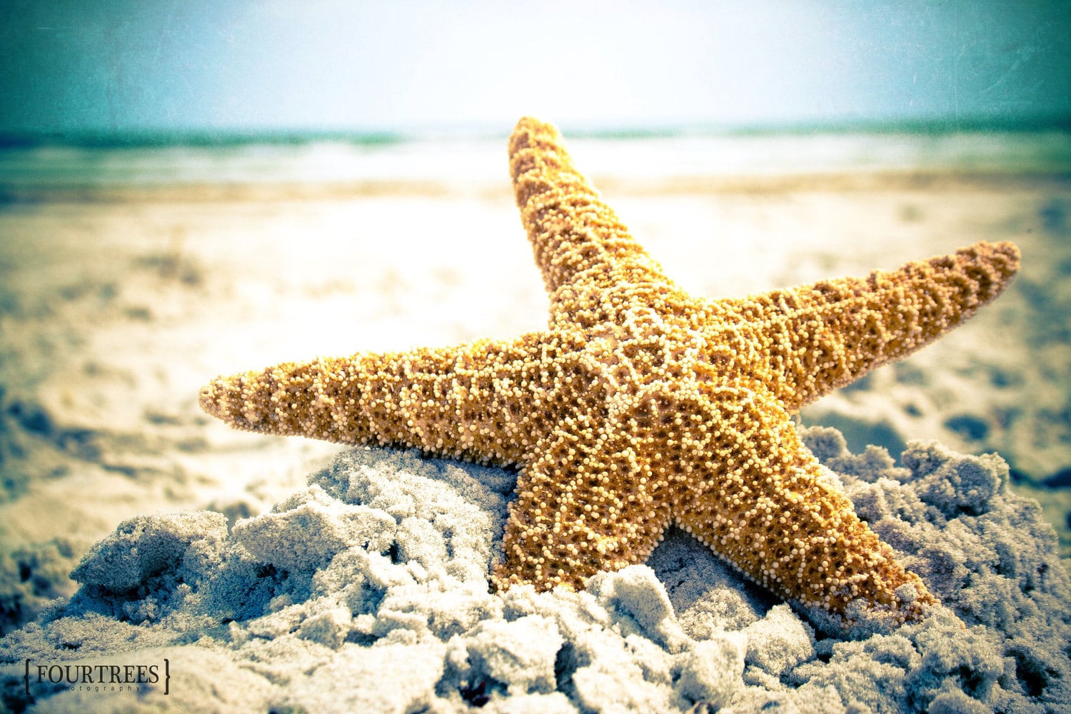 Atlantic View 8x12 Starfish beach photography print home