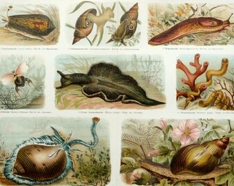 Ancient mollusk | Etsy