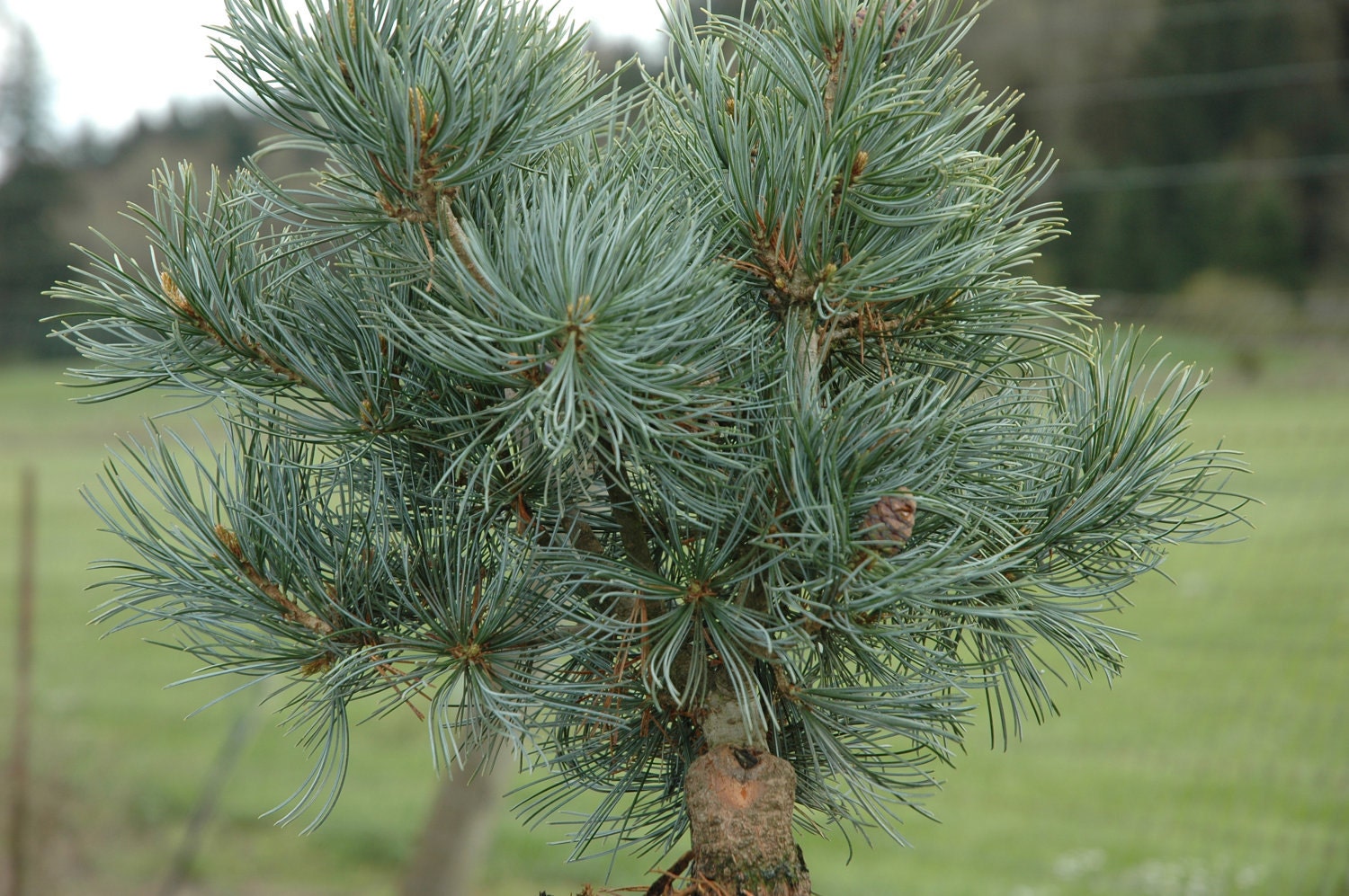 Pinus parviflora Gimborn's Pyramid Japanese White Pine