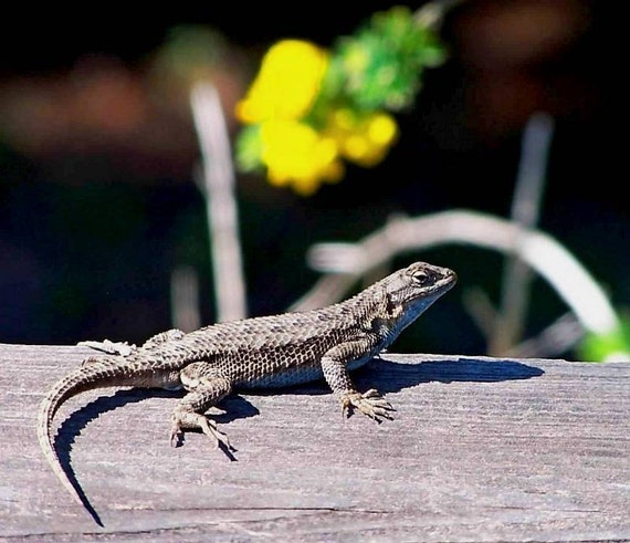 Blue Belly Lizard Big Sur California Photo Greeting Card