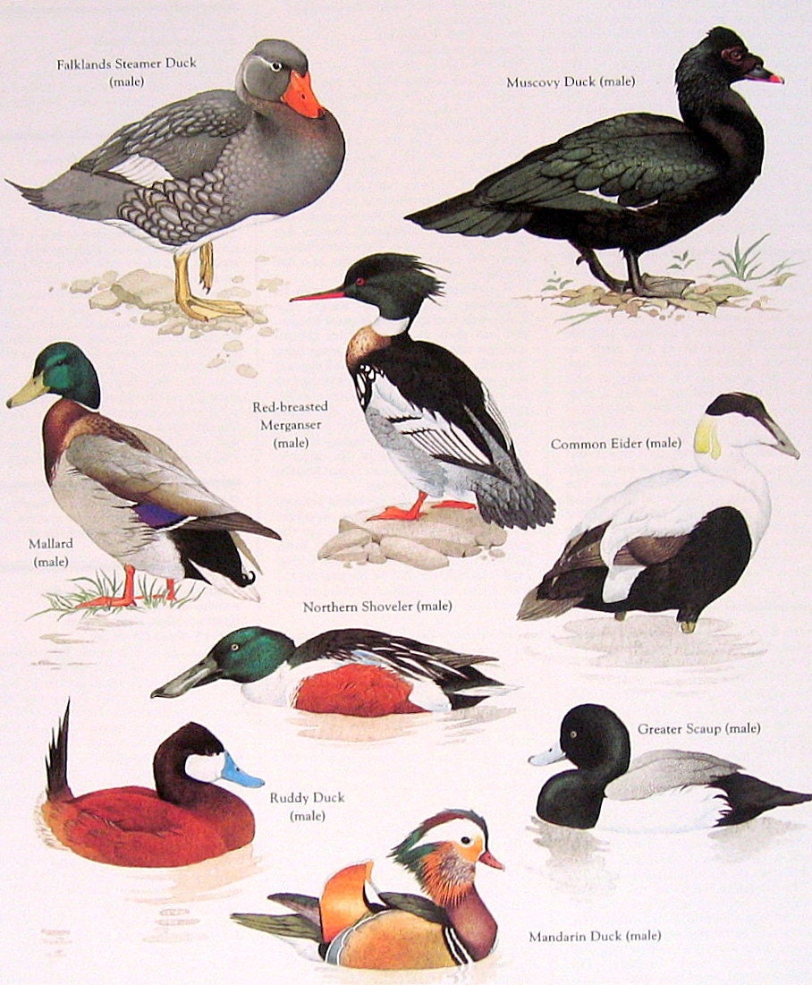 Discover the Fascinating World of Duck Identification