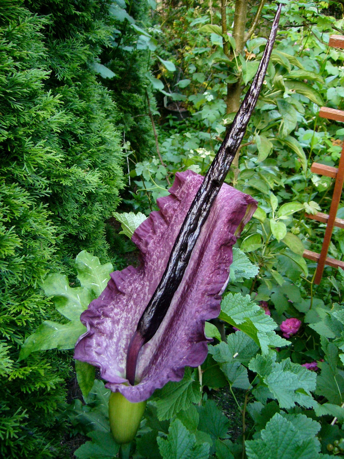 Dragon Flower Seeds Dracunculus vulgaris