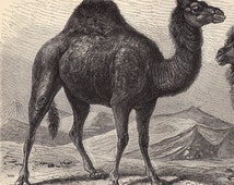 Popular items for camel prints on Etsy