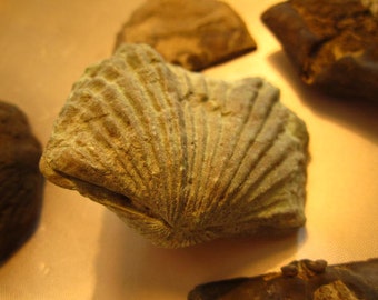 Rustic Fossil Shell Collection