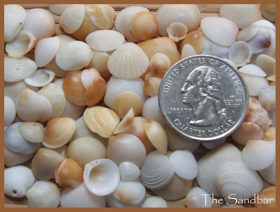 Miniature Little Seashells Teeny Tiny Small Natural by TheSandbar
