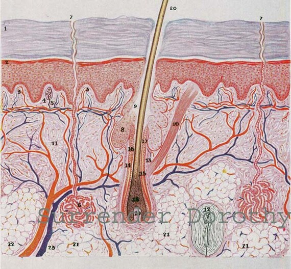 Dermatology Medical Chart Skin Human Anatomy by SurrenderDorothy