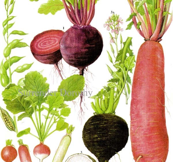 Beet Radish Chart Root Vegetable Food Botanical Lithograph