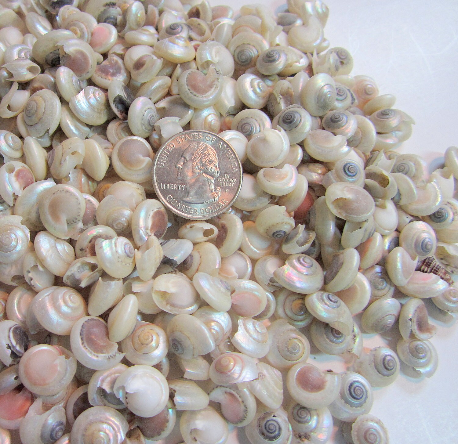 Beach Decor Tiny Seashells Coastal Nautical Decor Tiny