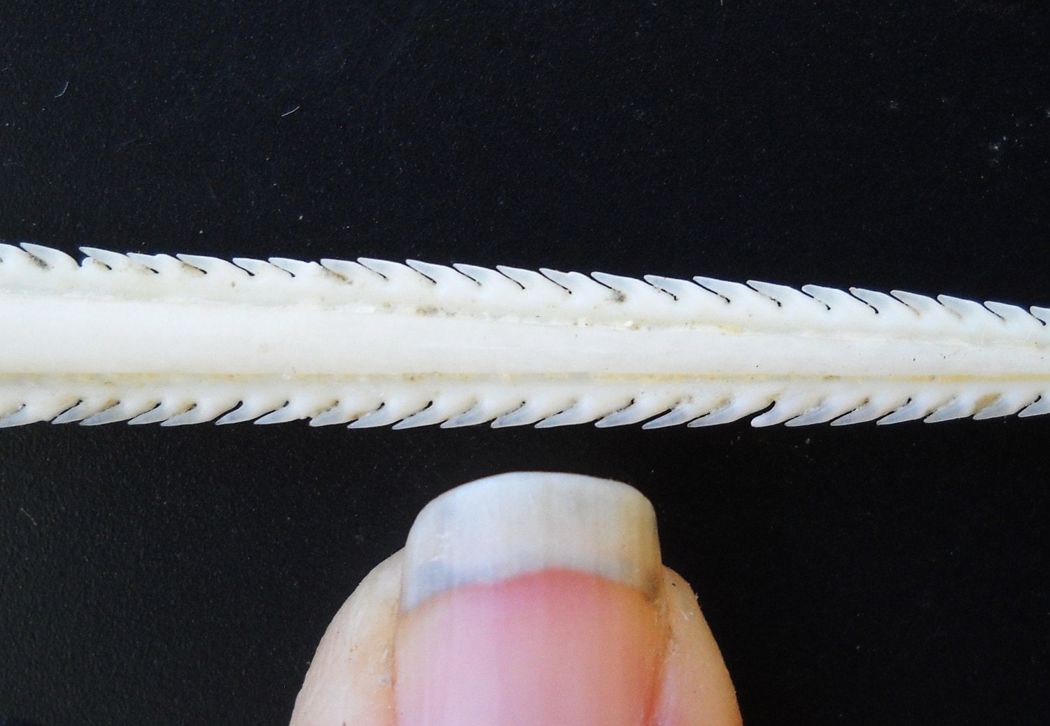 Multipack 13 Stingray Barbs Real Bone Taxidermy