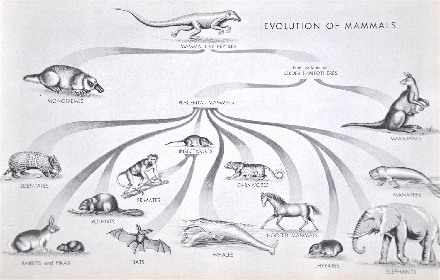 Vintage Evolution of Mammals Print