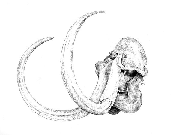 Items similar to Scientific Illustration - Wooly Mammoth Skull on Etsy
