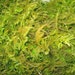 Moss Dry Sheet Moss or Dry Shag Moss Beautiful by MossUnlimited