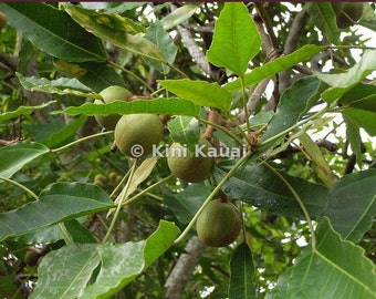 Kukui nut tree | Etsy