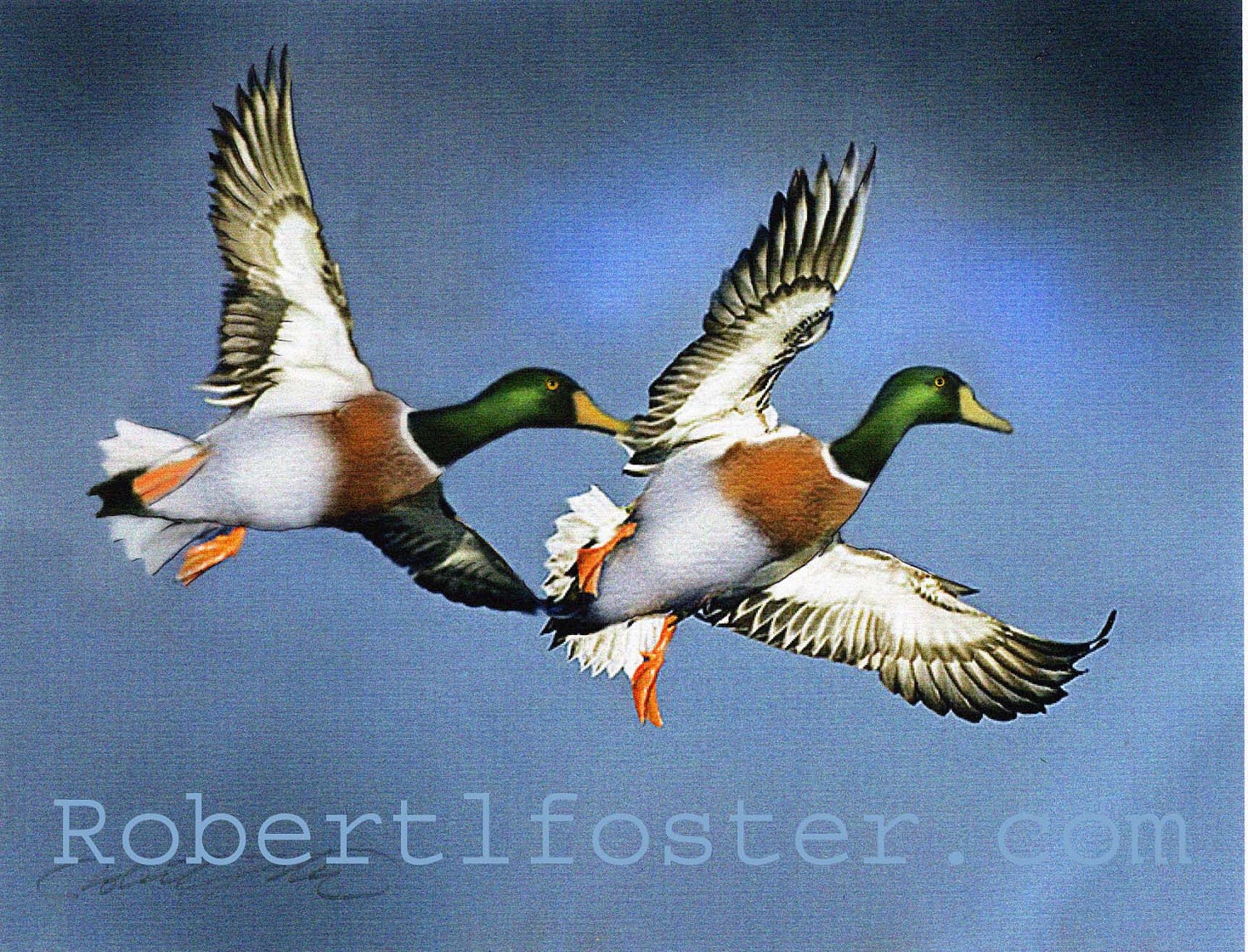 Items similar to duck art print, duck hunting, Mallards, bird, flying ...