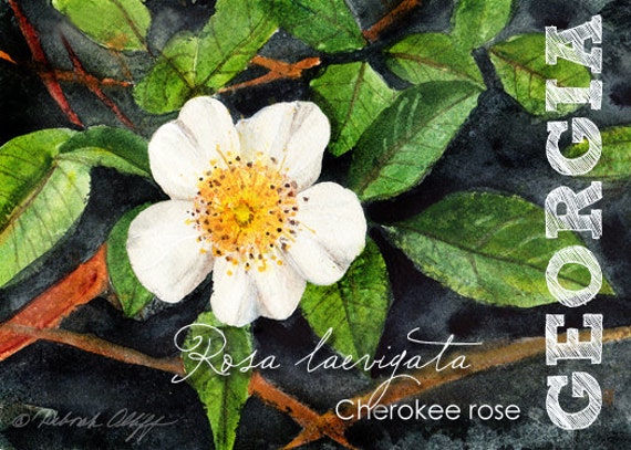 Georgia State Flowers Watercolor Cherokee Rose ACEO Rosa