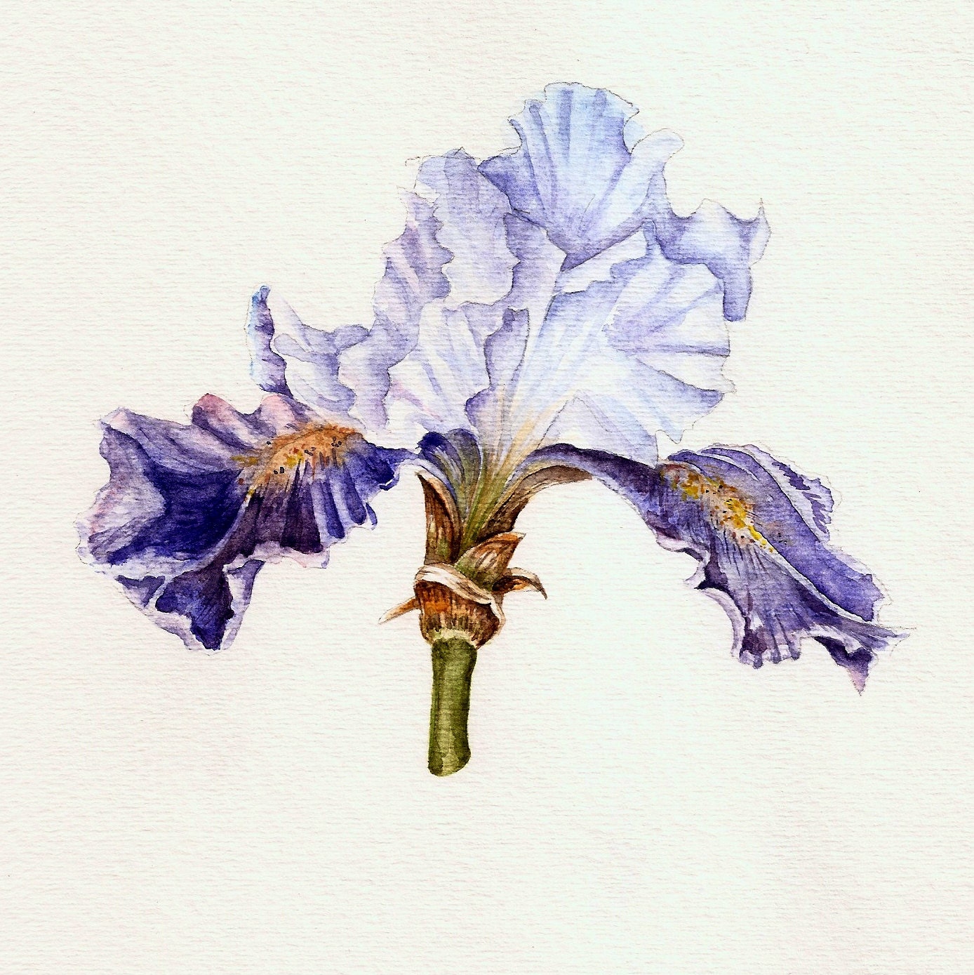 Purple Iris Flower Botanical Art Print of watercolor by Goosi