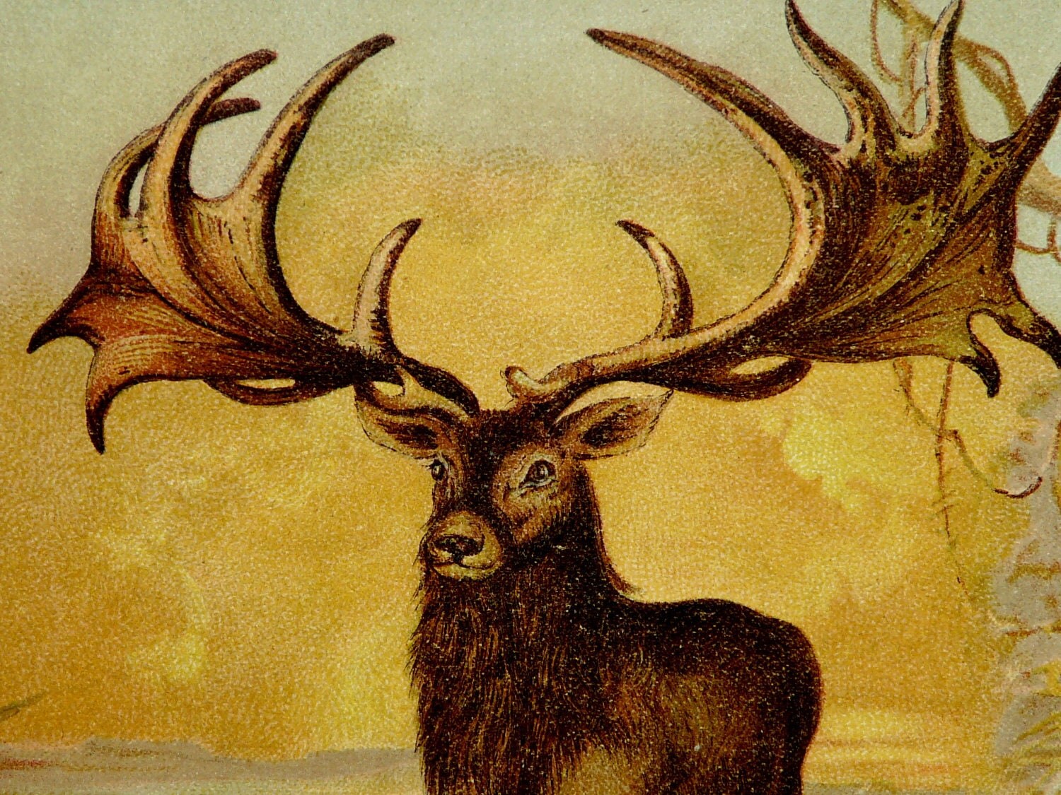 1900 Antique fine lithograph of an EXTINCT DEER. Irish Elk.